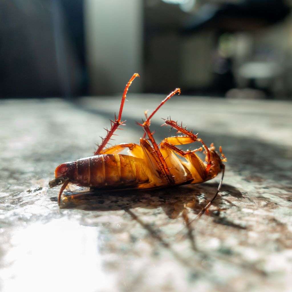 Cockroaches Pest Control Services | Super India Pest Control